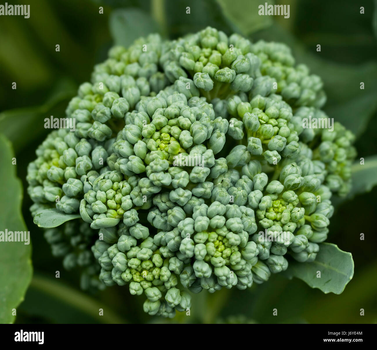 vegetable broccoli organic lawn green healthy food aliment object ...