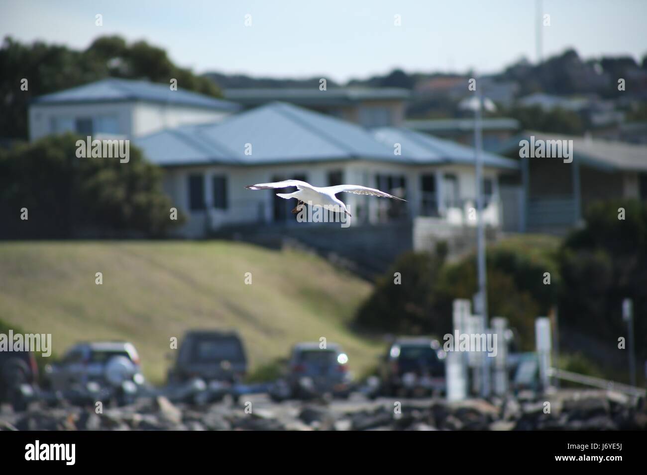 Seagull Chips Stock Photos & Seagull Chips Stock Images - Alamy
