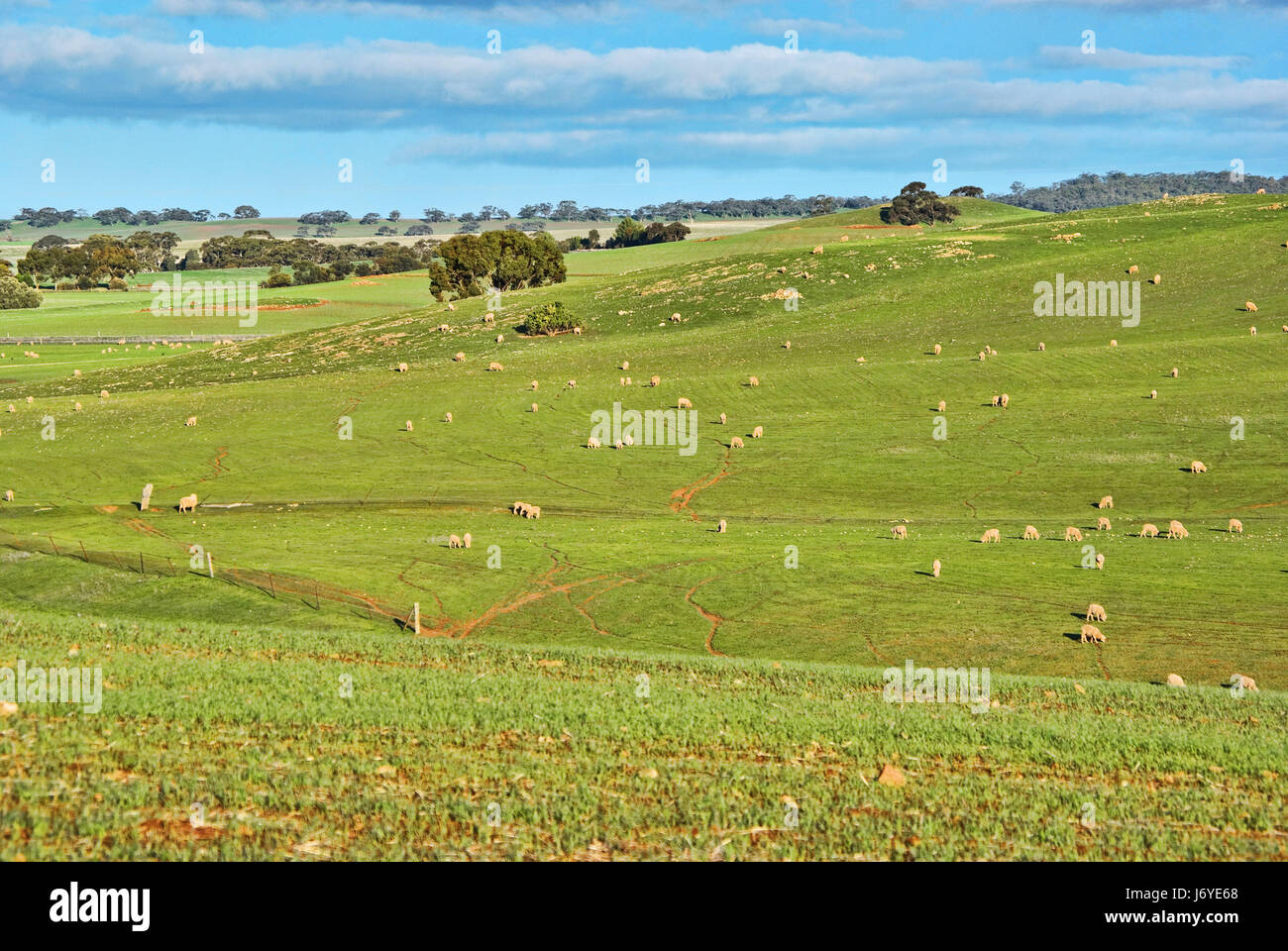 animals agriculture farming sheep livestock farm animals agriculture ...