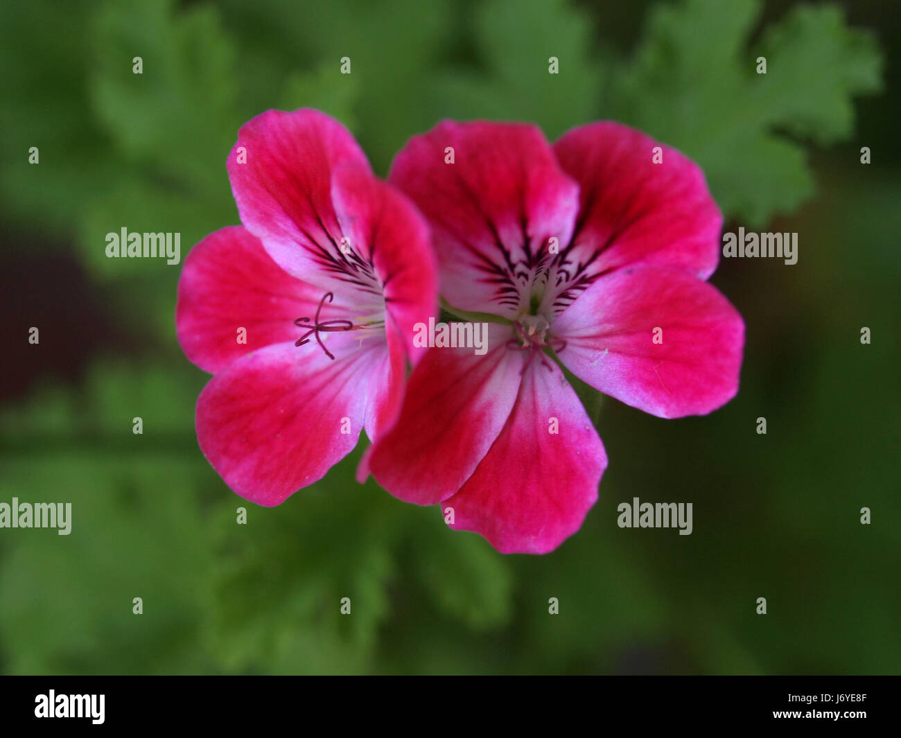 flower plant geranium geraniums leaf tree flower plant leaves vegetation lawn Stock Photo - Alamy