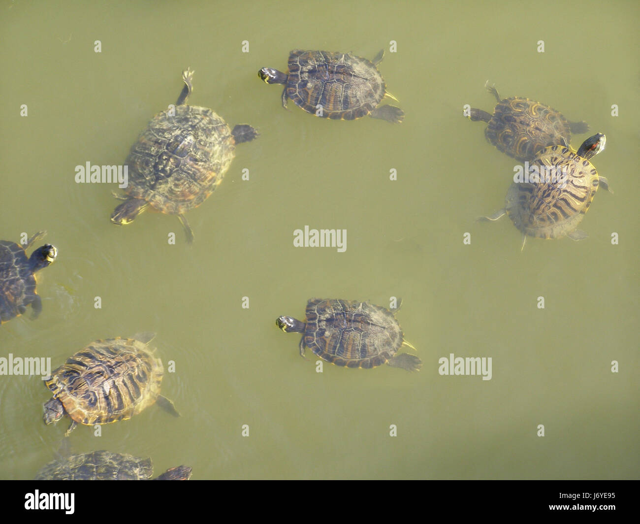 turtle tortoise terrapin animal wild animals zoo farm reptiles turtle ...