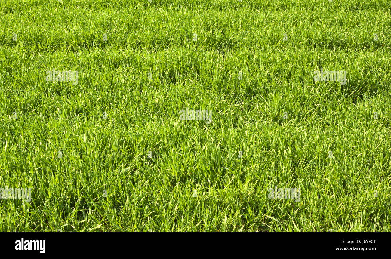 environment enviroment agriculture farming backyard botany blade ...