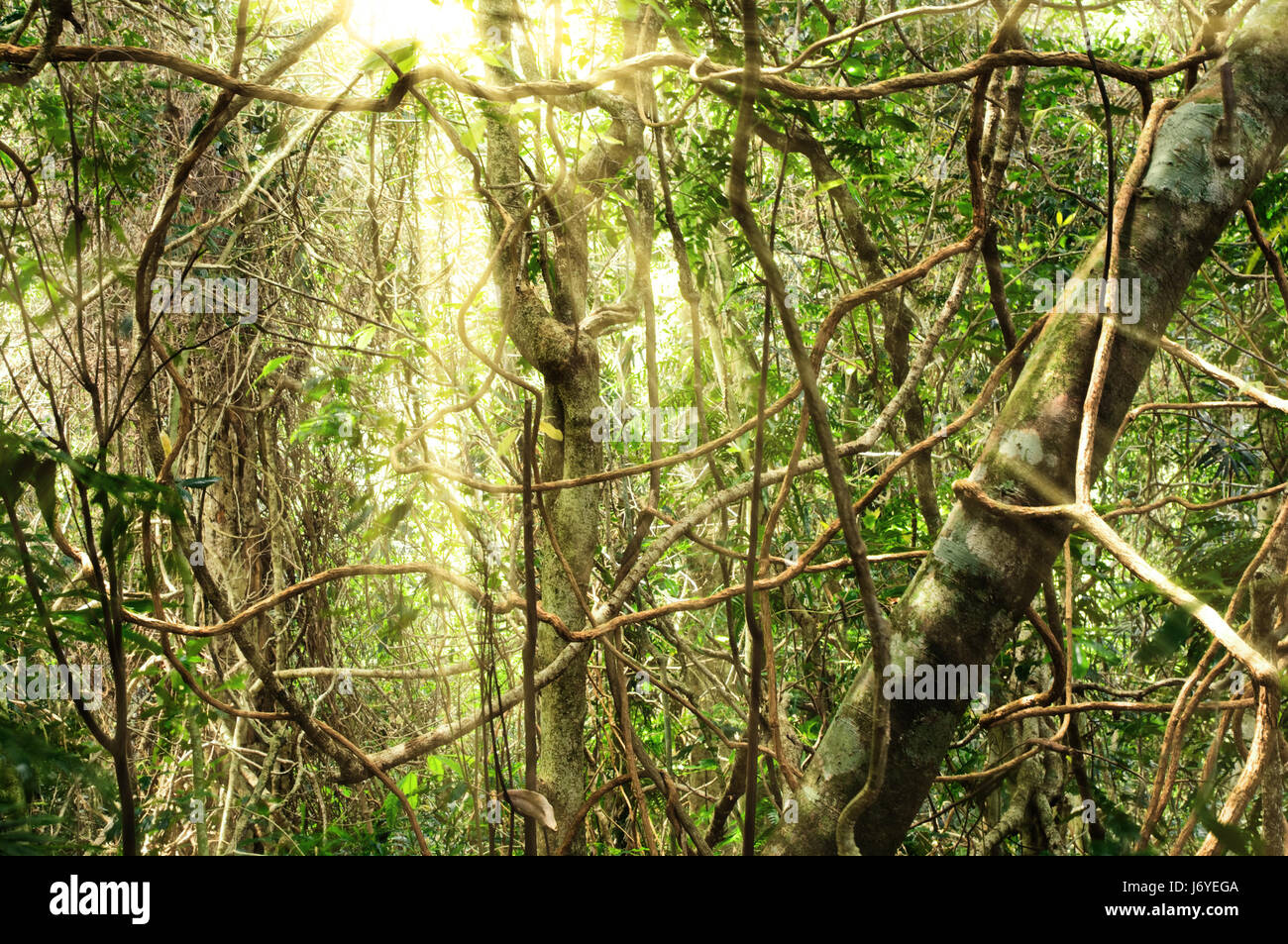 Beautiful Forest Pictures Rain