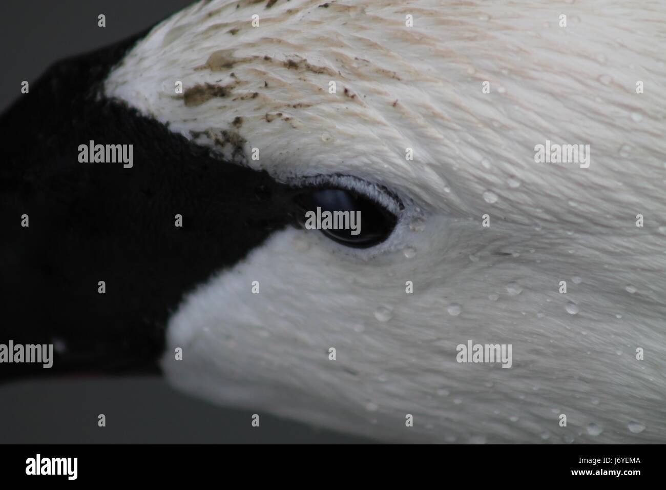 Moving swan hi-res stock photography and images - Alamy