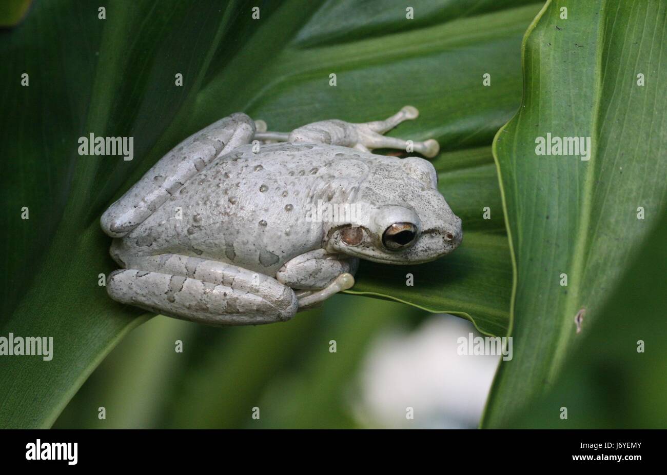 amphibian usa america frog amphibian usa america frog copes grey ...