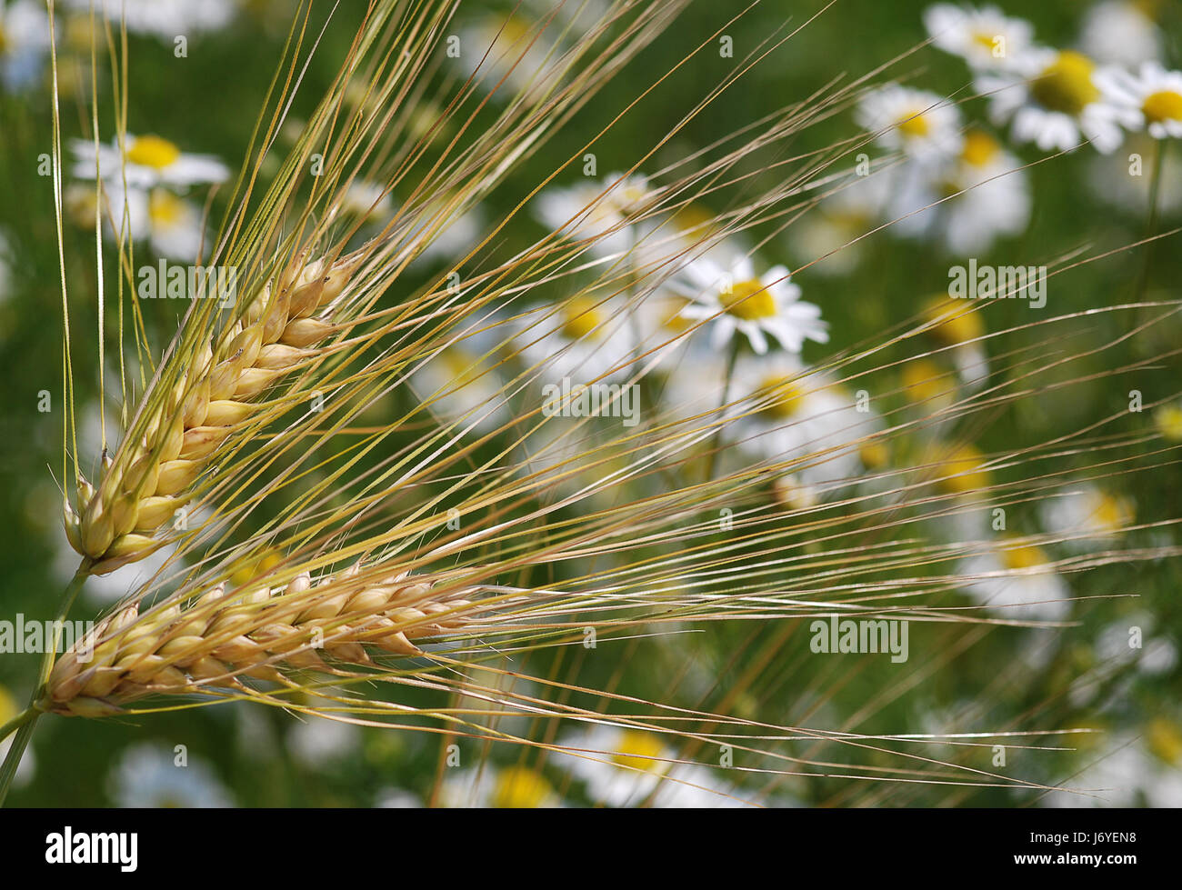ears camomile savage haggardly grain cereal summer summerly grain ripe ...