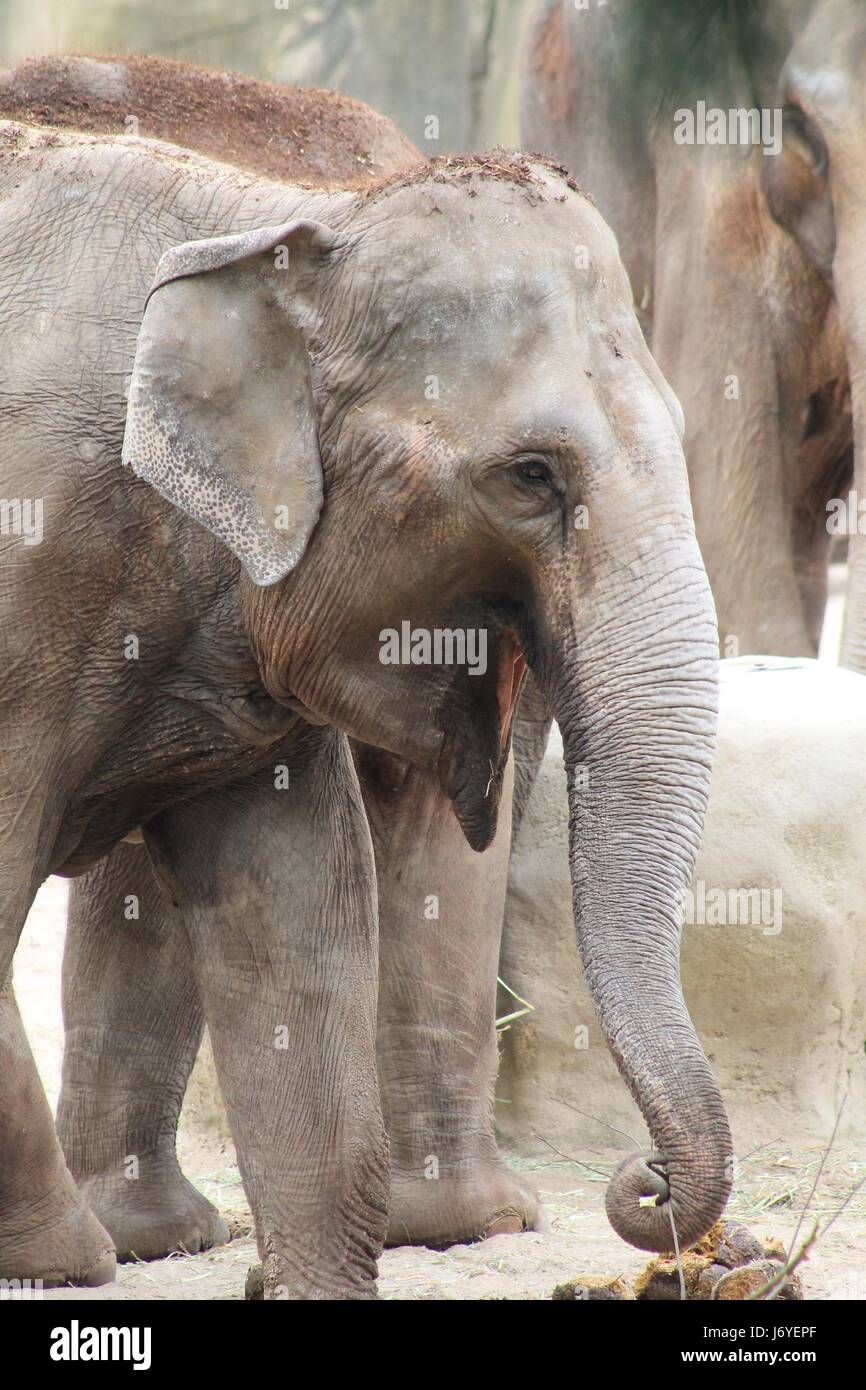Baby Elephant at the Cologne Zoo - Cologne, Germany Stock Photo - Alamy