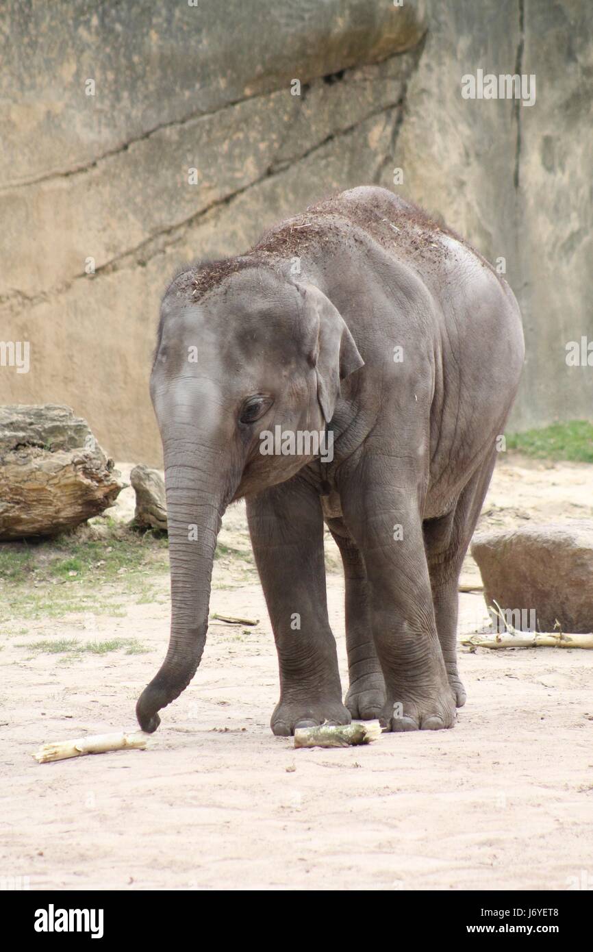Baby Elephant at the Cologne Zoo - Cologne, Germany Stock Photo - Alamy