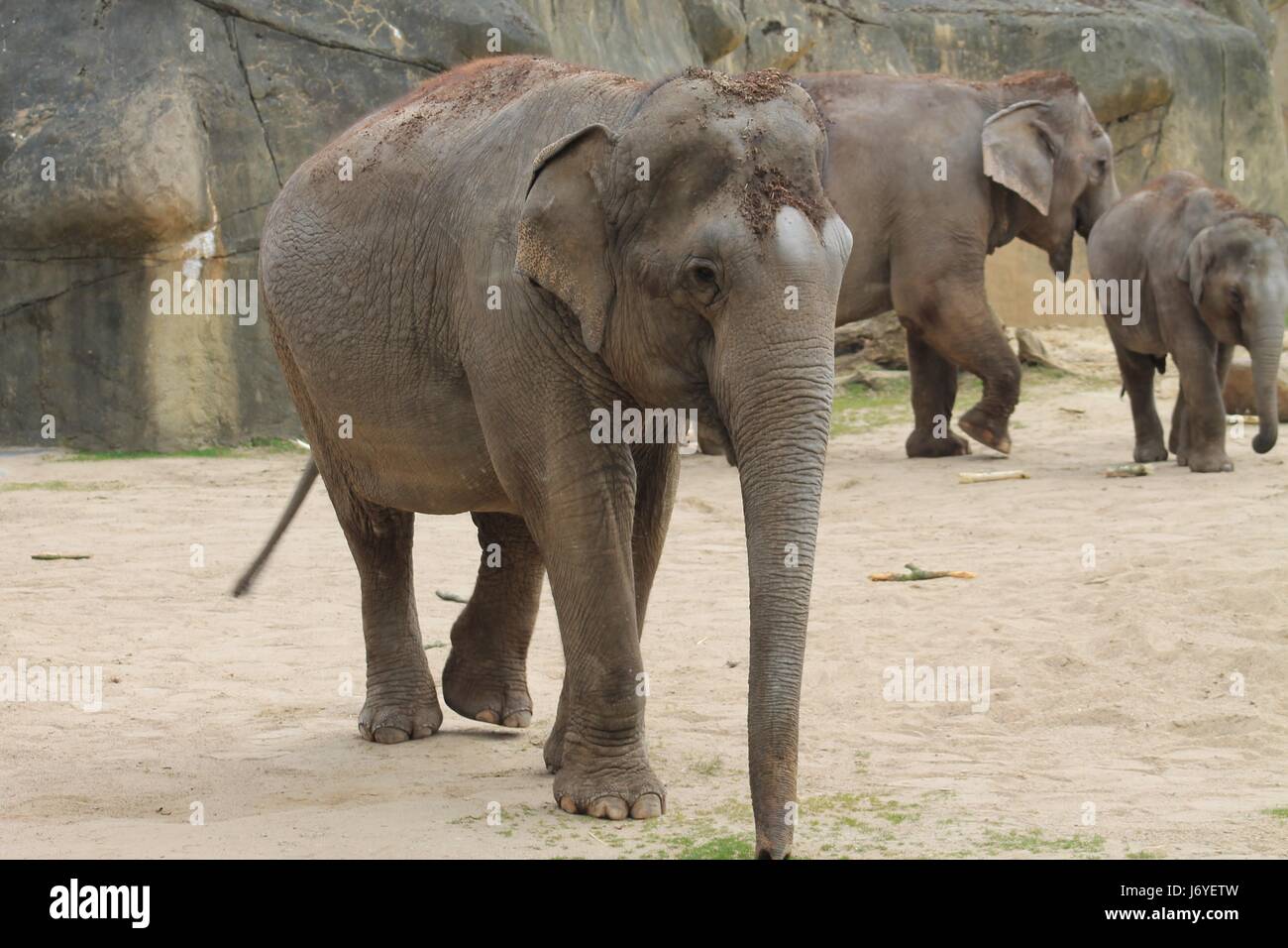 Baby Elephant at the Cologne Zoo - Cologne, Germany Stock Photo - Alamy