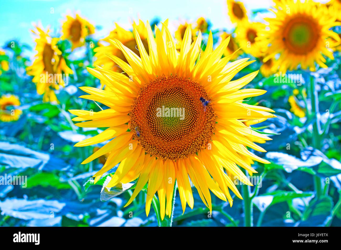 blue environment enviroment culture horizon flower plant bloom blossom ...