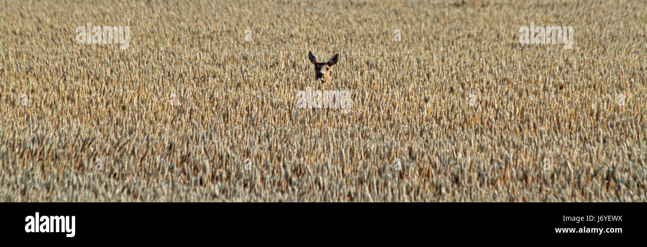 wildlife grain field hidden roe head grain cereal animal mammal buck ...