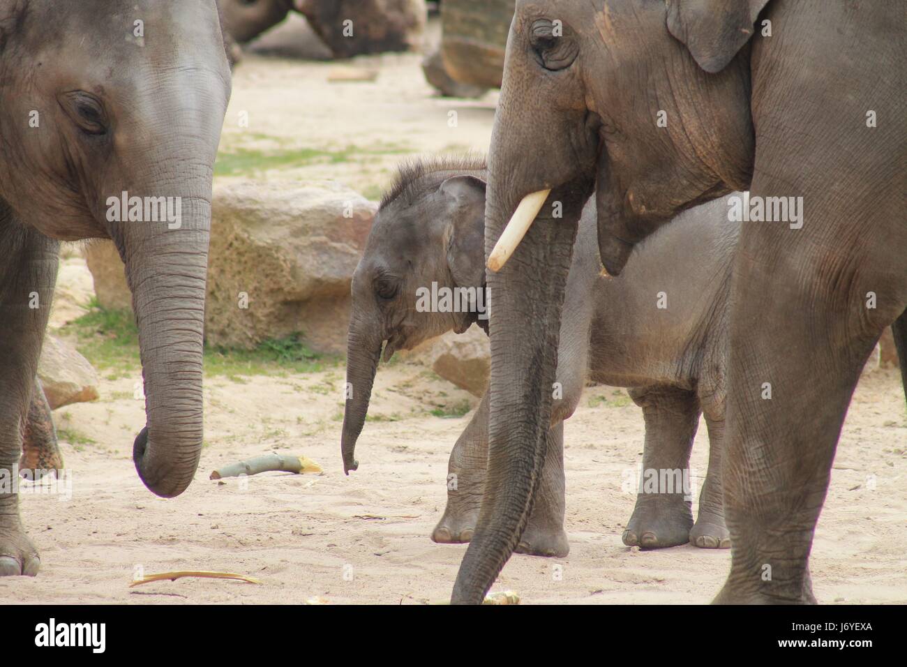 Baby Elephant at the Cologne Zoo - Cologne, Germany Stock Photo - Alamy