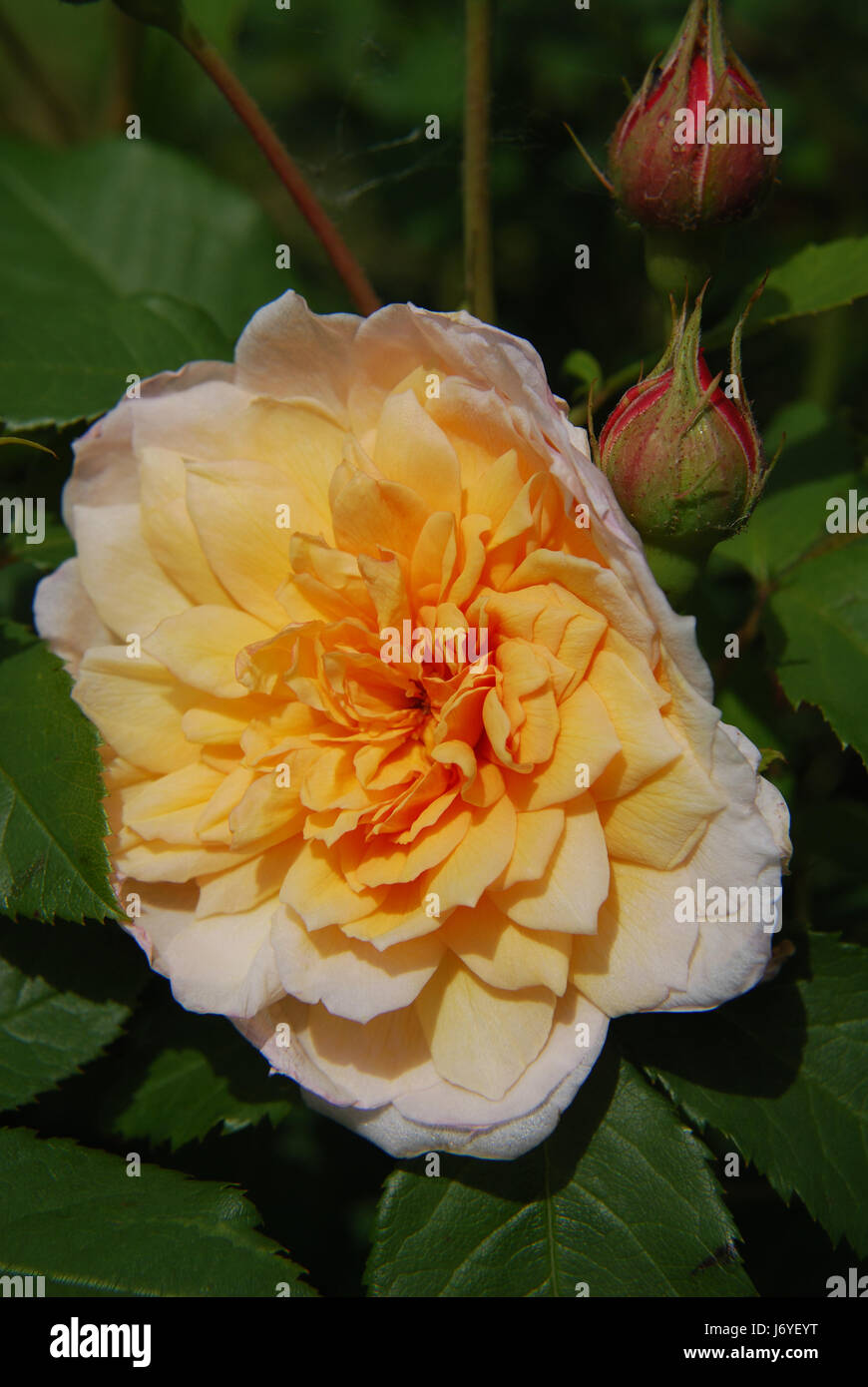 garden flower plant rose bloom blossom flourish flourishing bud gardens ...