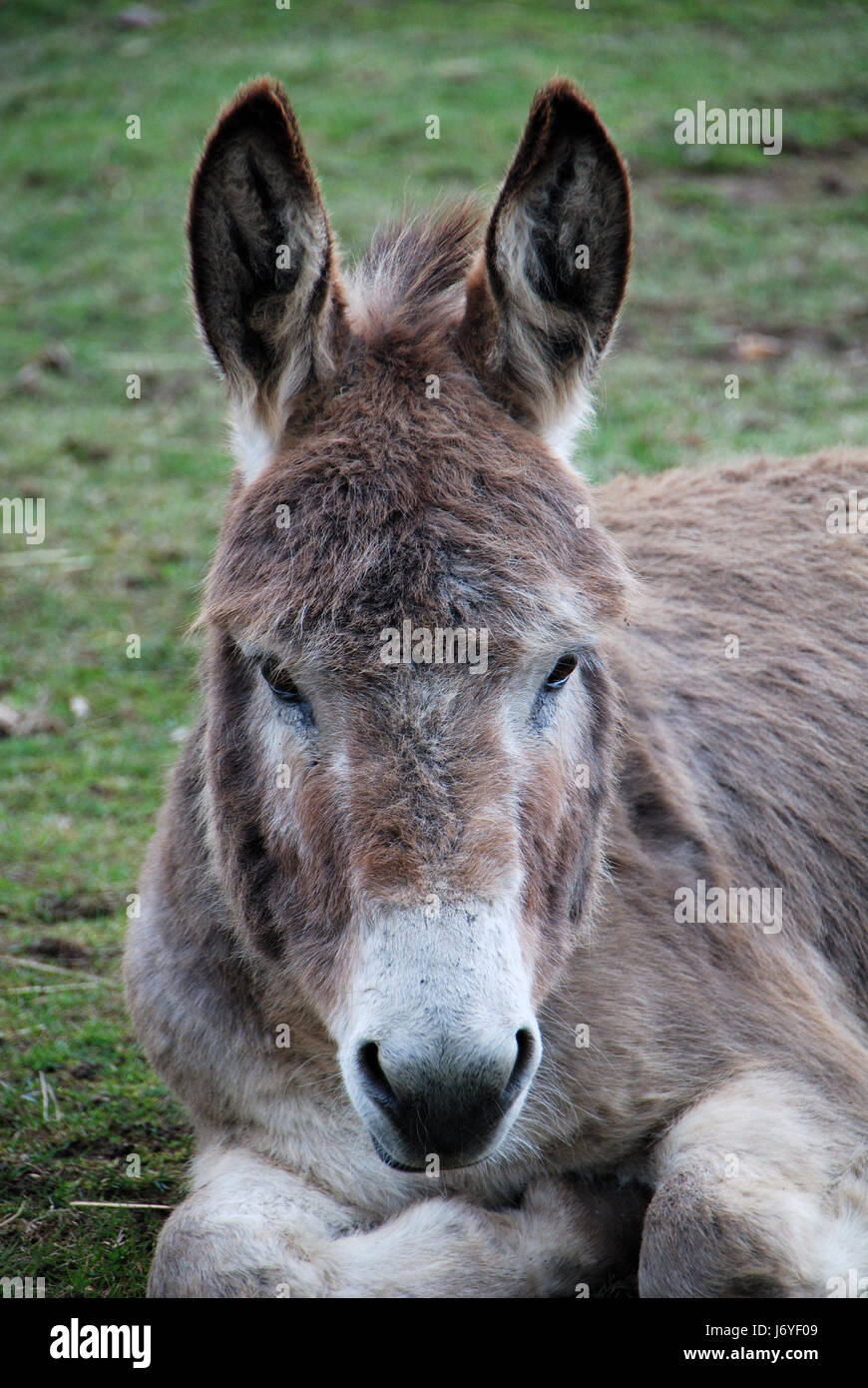 Resting pack donkey hi-res stock photography and images - Alamy