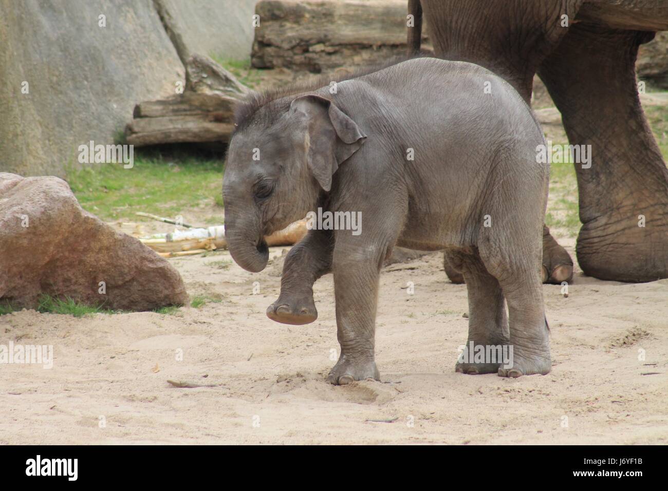 Baby Elephant at the Cologne Zoo - Cologne, Germany Stock Photo - Alamy