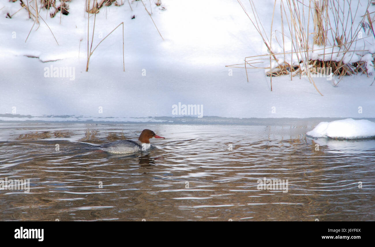 Goosander shine hi-res stock photography and images - Alamy