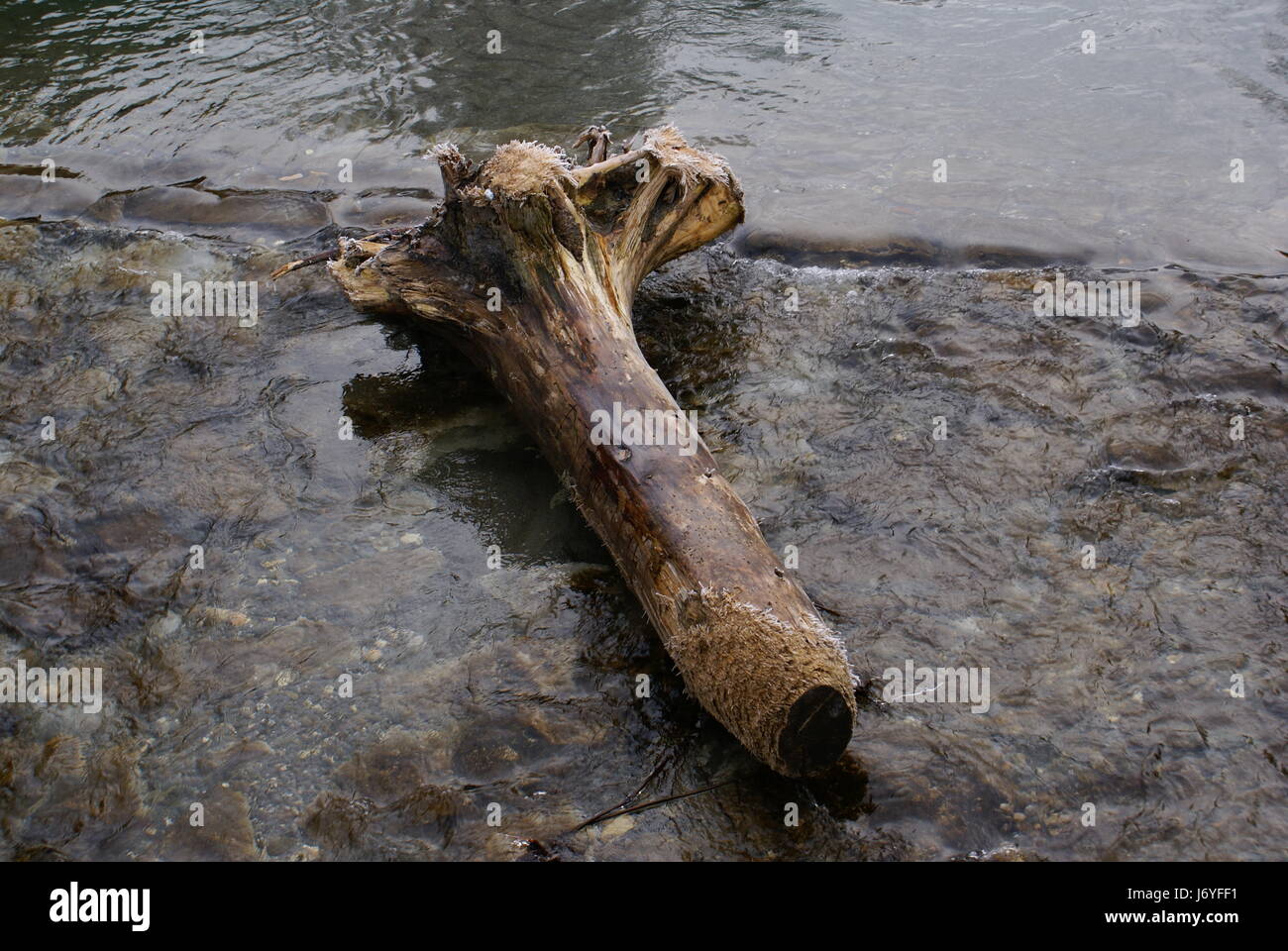 tree in the river bed Stock Photo - Alamy