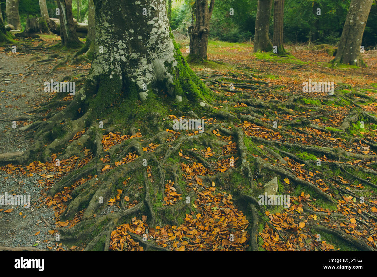abstract, autumn, bark, bark texture, beautiful, beauty, calm ...