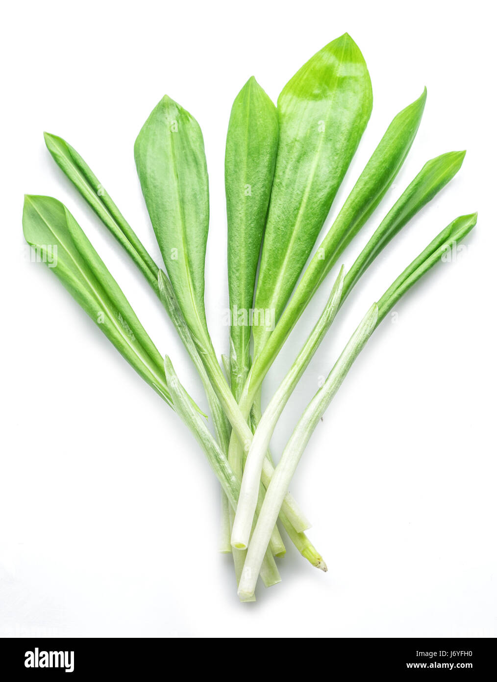 Young fresh wild garlic leaves on the white background Stock Photo - Alamy