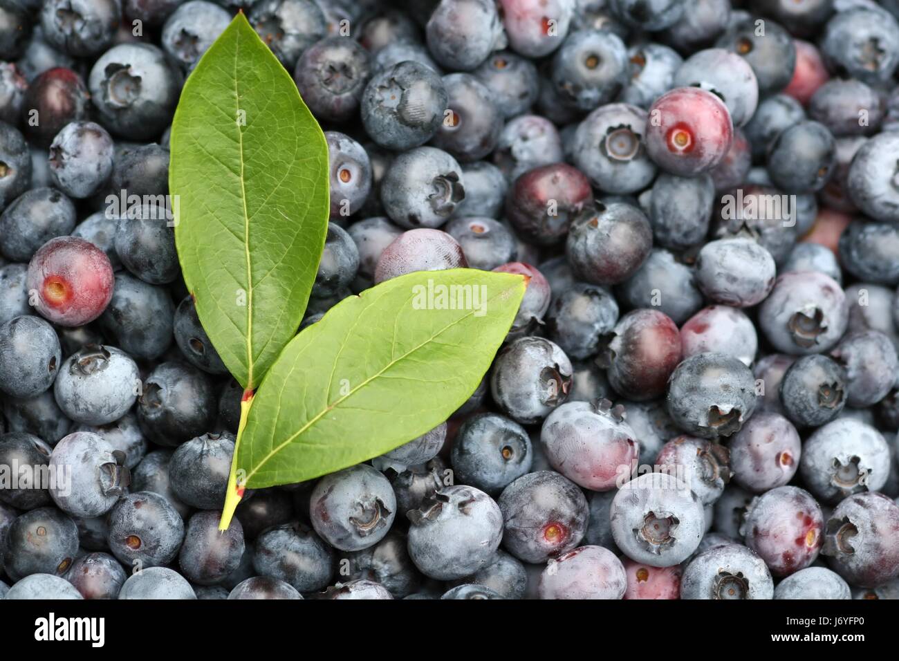 leaf progenies fruits berries bilberries blueberries huckleberries ...