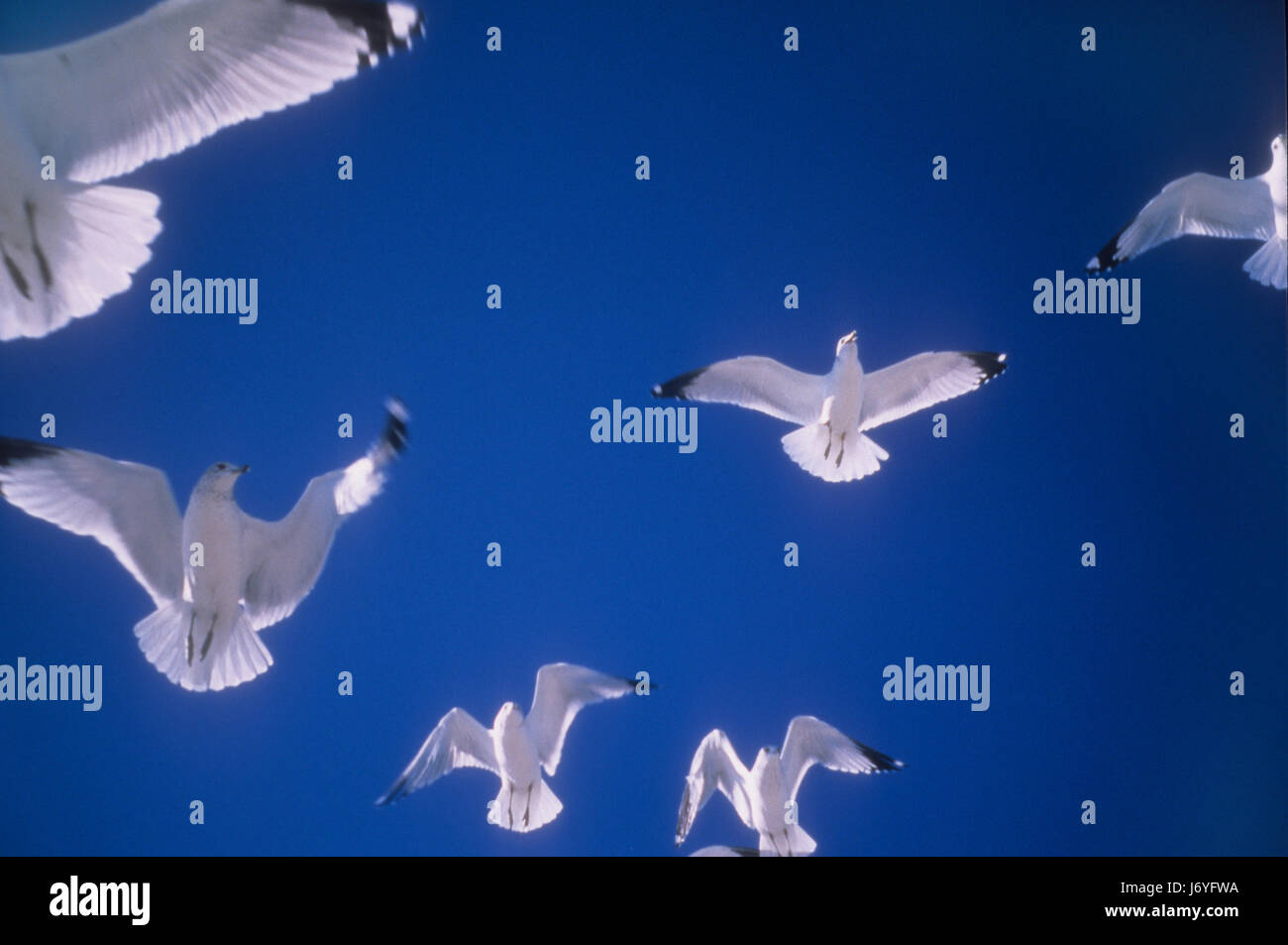 blue flight animal bird freedom liberty horizontal outside wildlife day ...