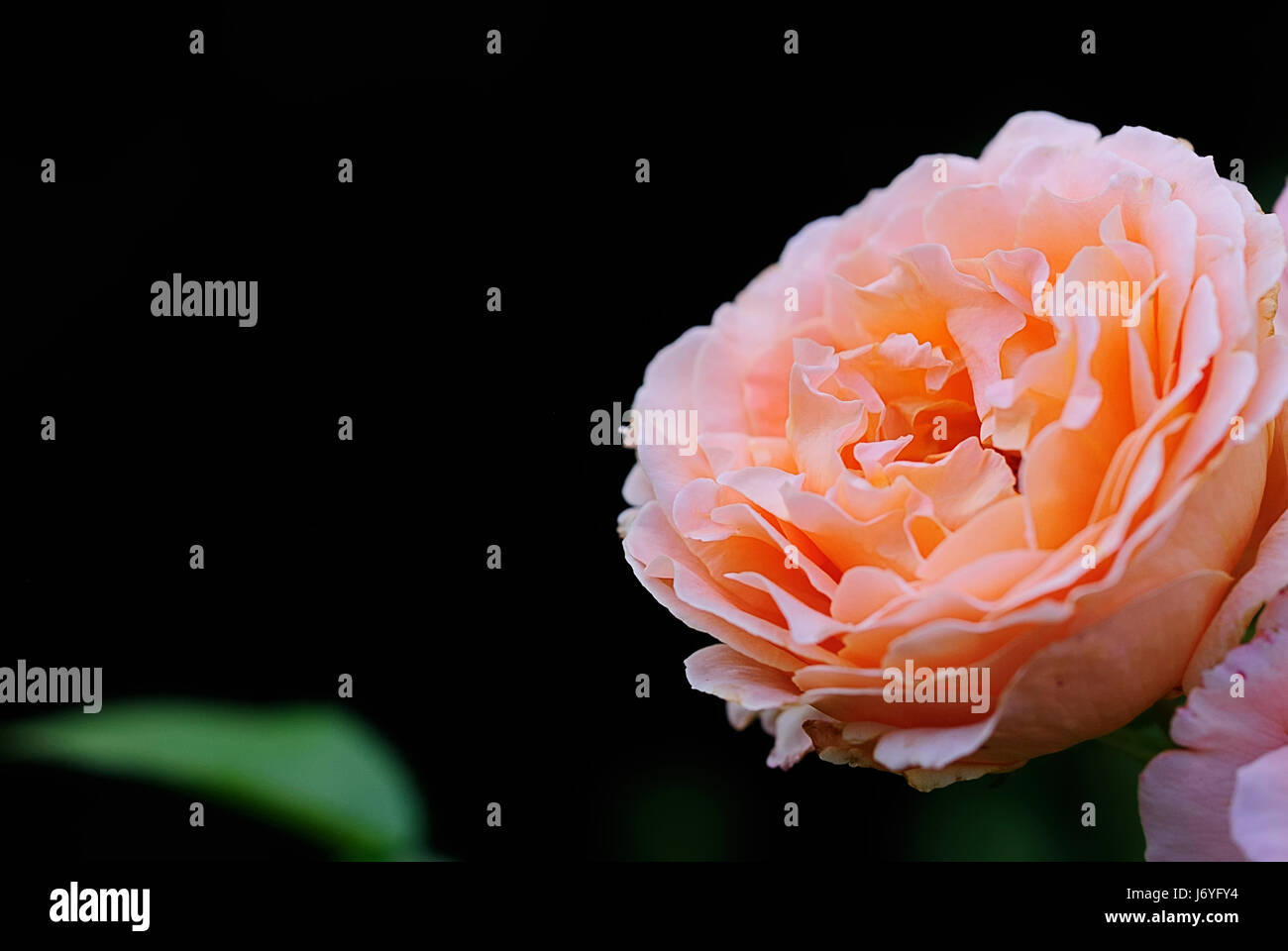 park flower plant rose bloom blossom flourish flourishing flowers roses ...