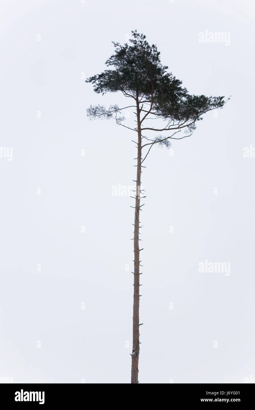 spruce tree in winter Stock Photo - Alamy