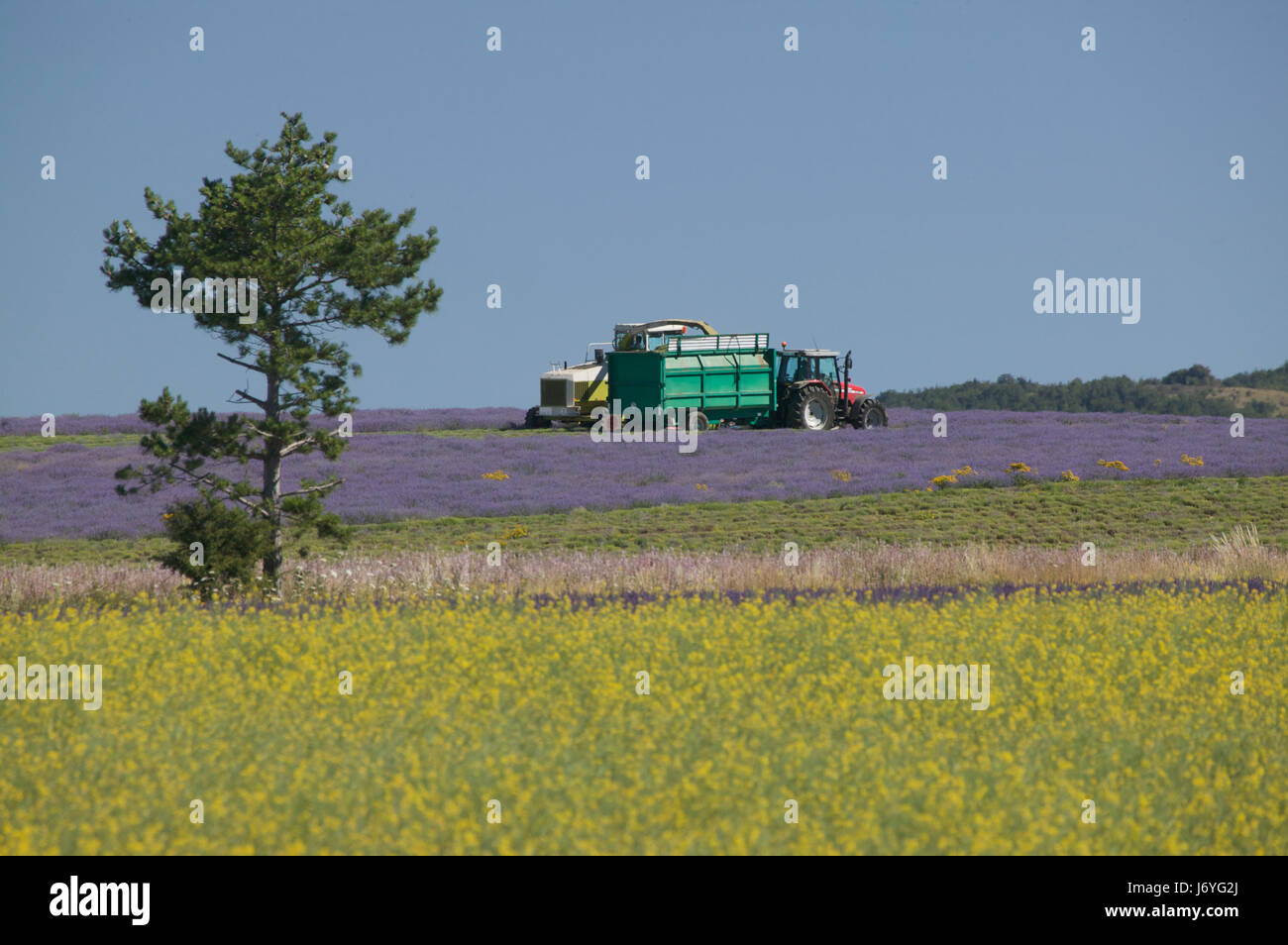 agricultural tree flower plant agriculture farming field flowers ...