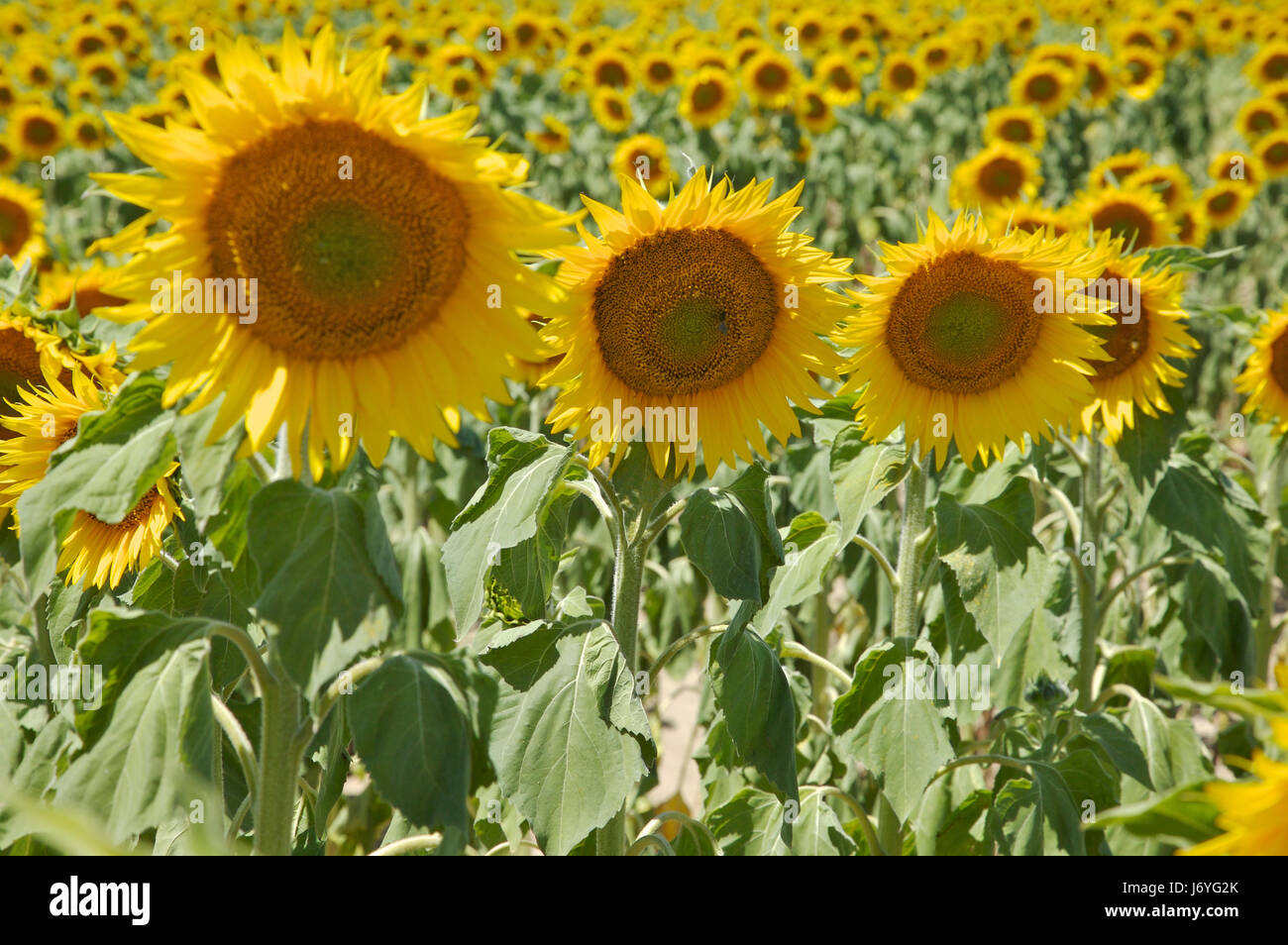 beautiful beauteously nice agricultural agriculture farming shine ...