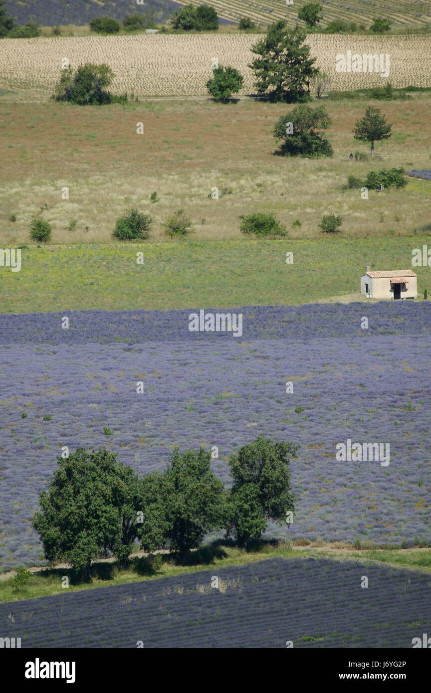 agricultural tree trees flower plant agriculture farming shine shines ...