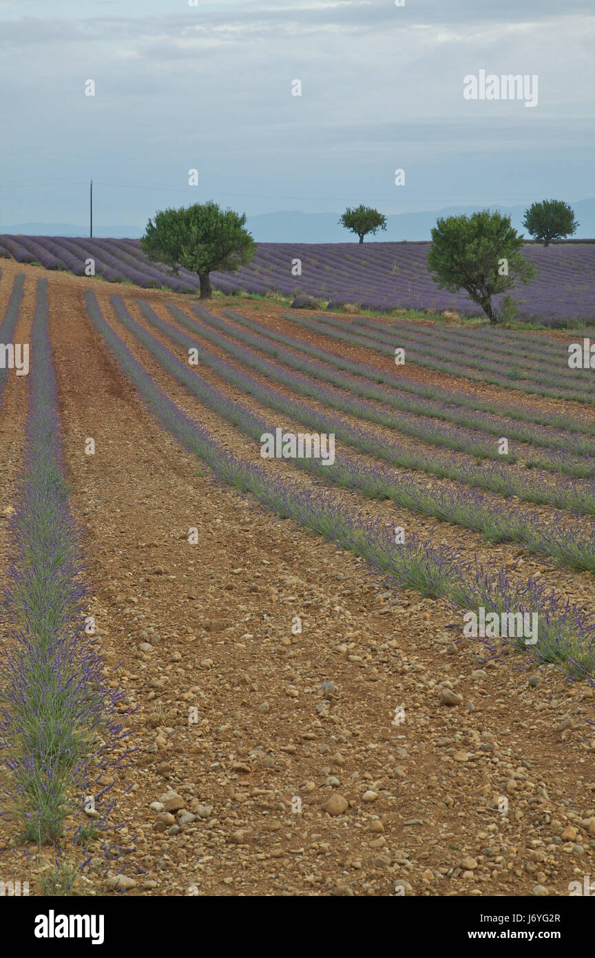 beautiful beauteously nice agricultural tree flower plant agriculture ...