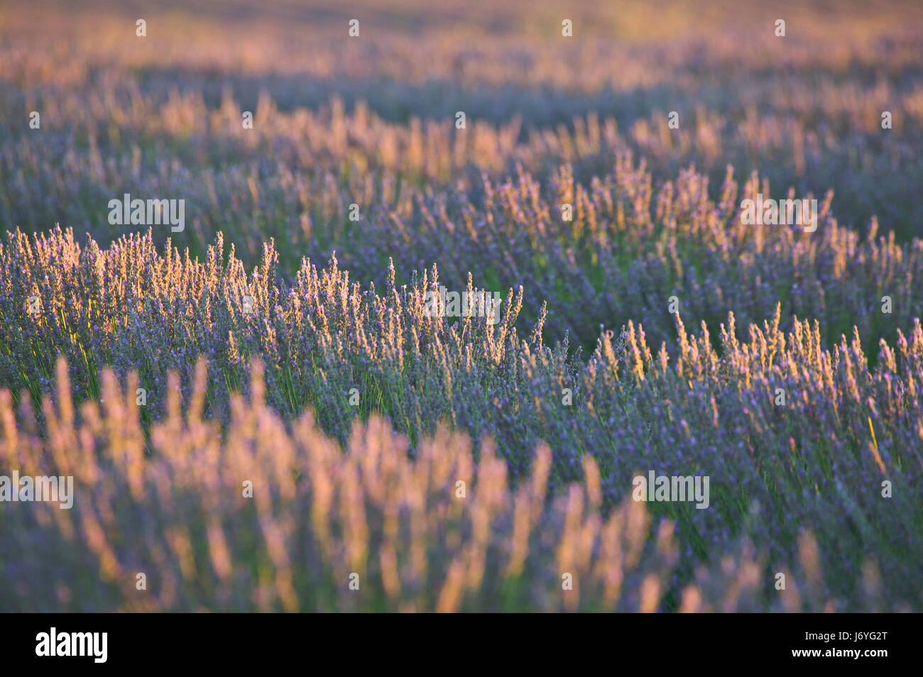 beautiful beauteously nice agricultural flower plant agriculture ...