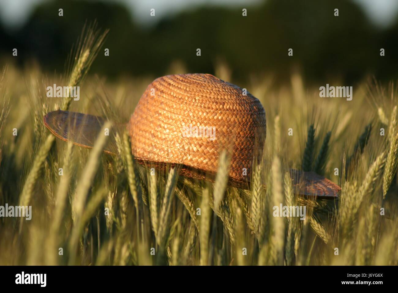 hat grain corn field rye grain field straw hat cereal field hat summer ...