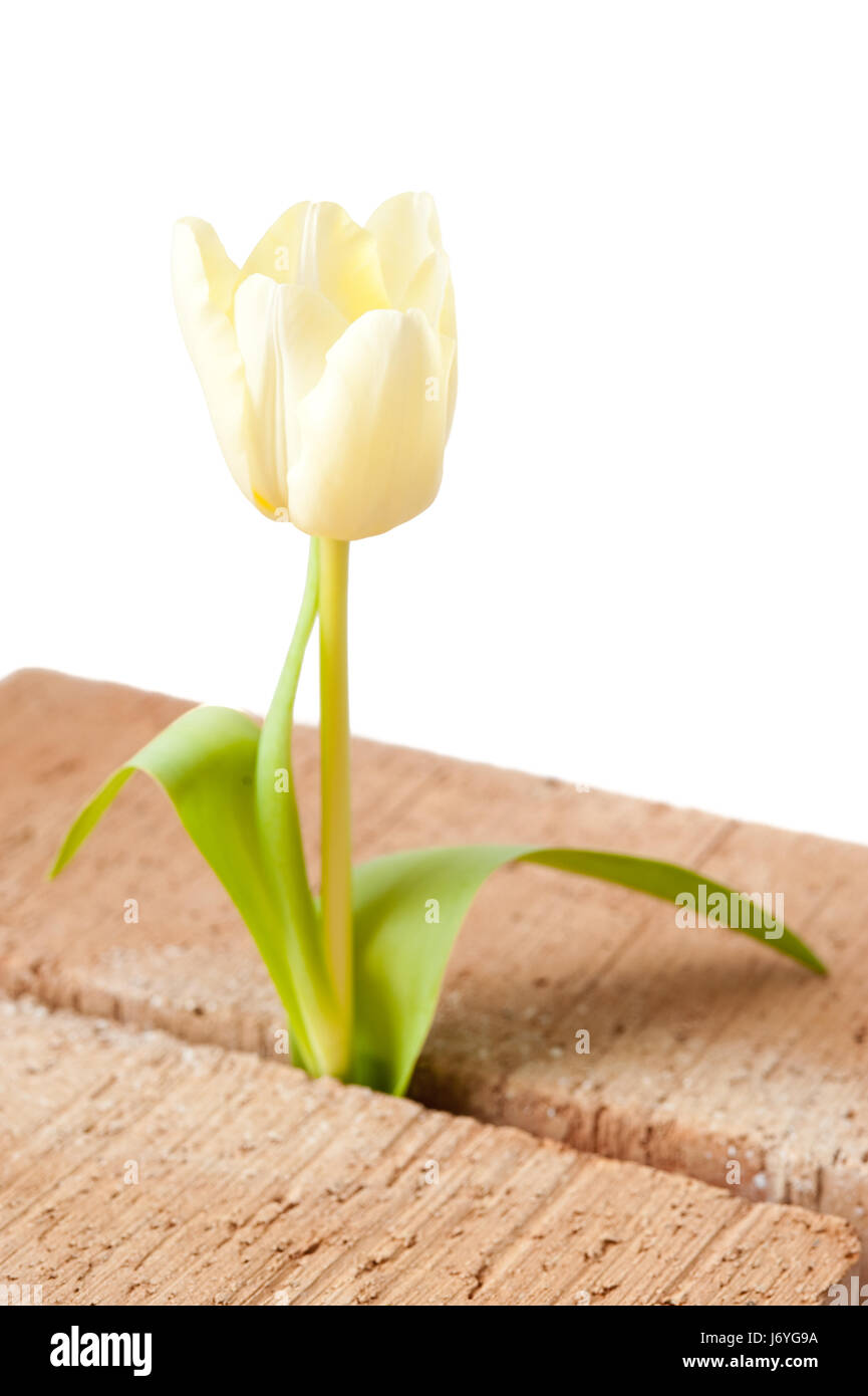 still life isolated symbolic flower plant bloom blossom flourish ...