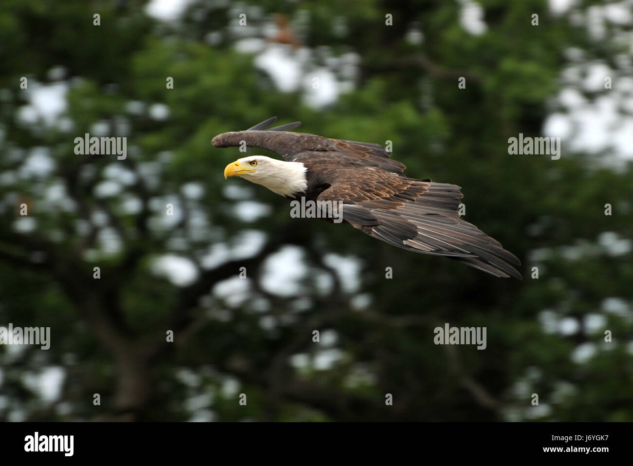 eagle fly Stock Photo - Alamy