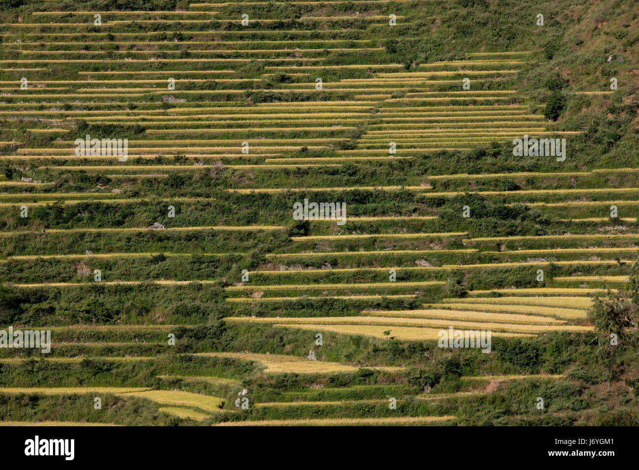 stairs agricultural lifestyle hill asia agriculture farming grain ...