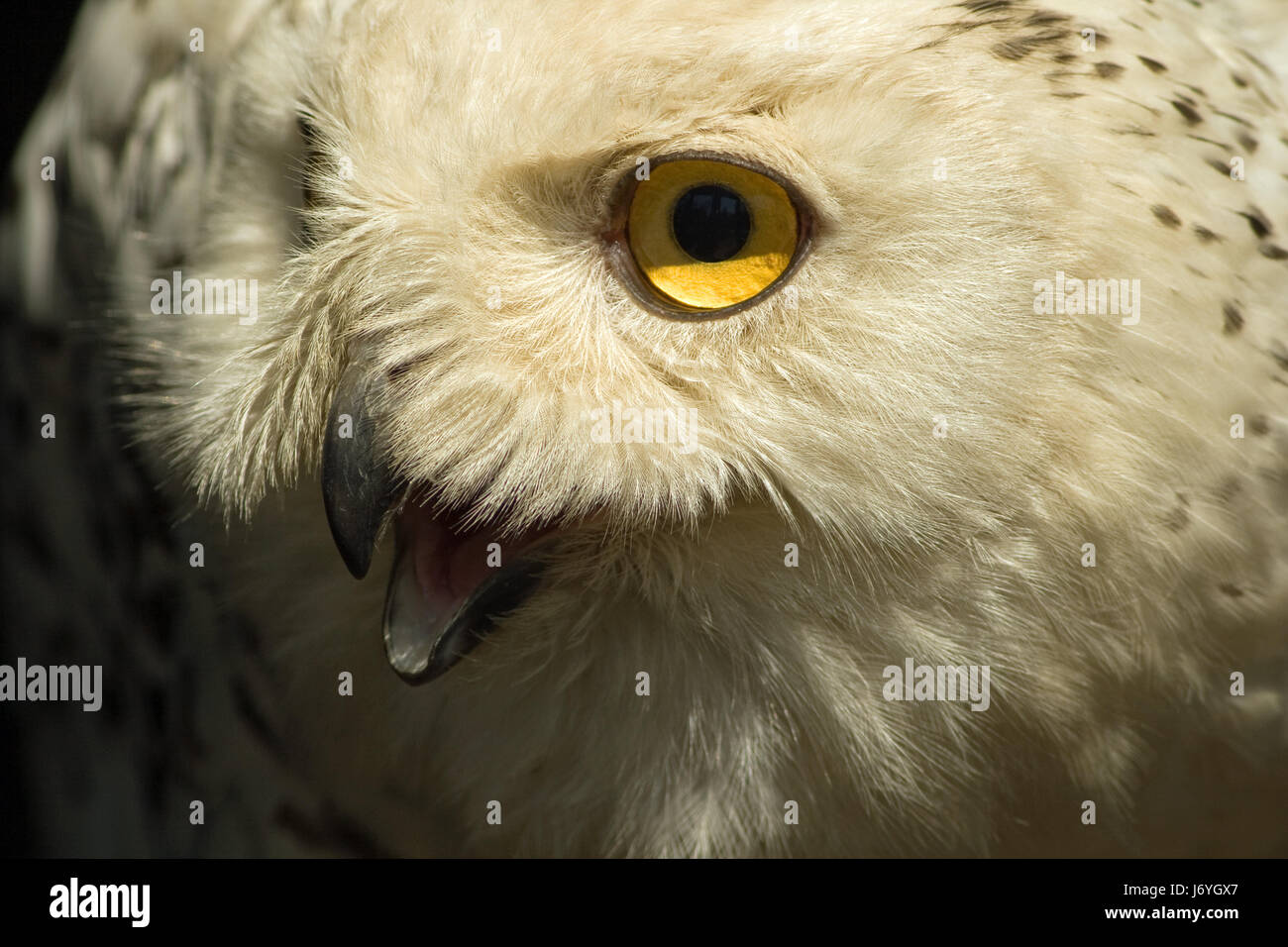 closeup winter bird portrait eye organ birds raptor birds of prey look ...