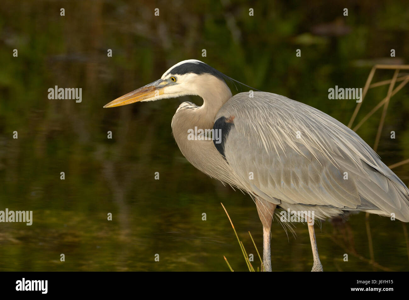 beautiful beauteously nice animal bird reflection horizontal feathers ...