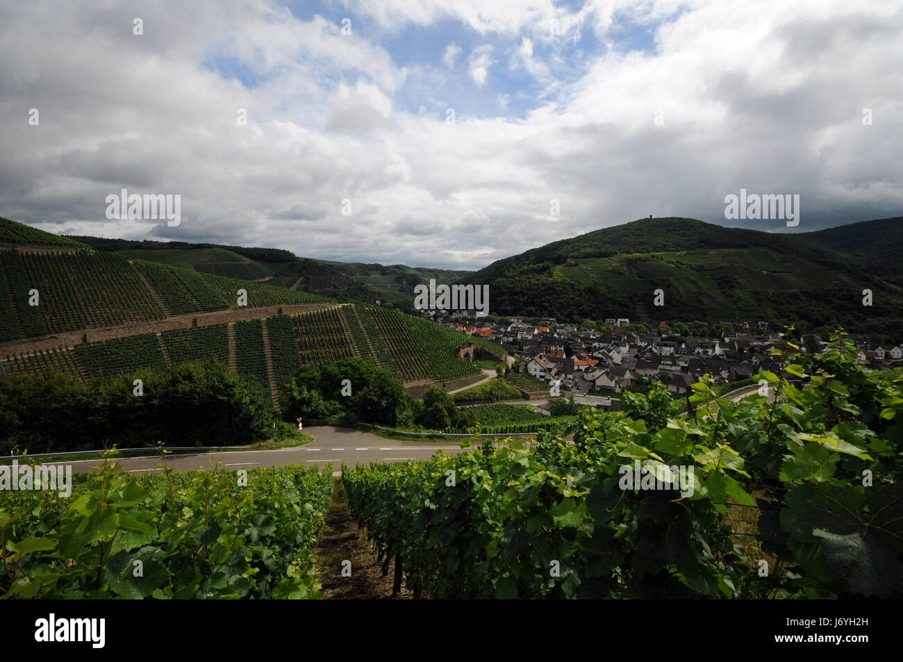 cultivation of wine vineyard community village market town vine grape ...