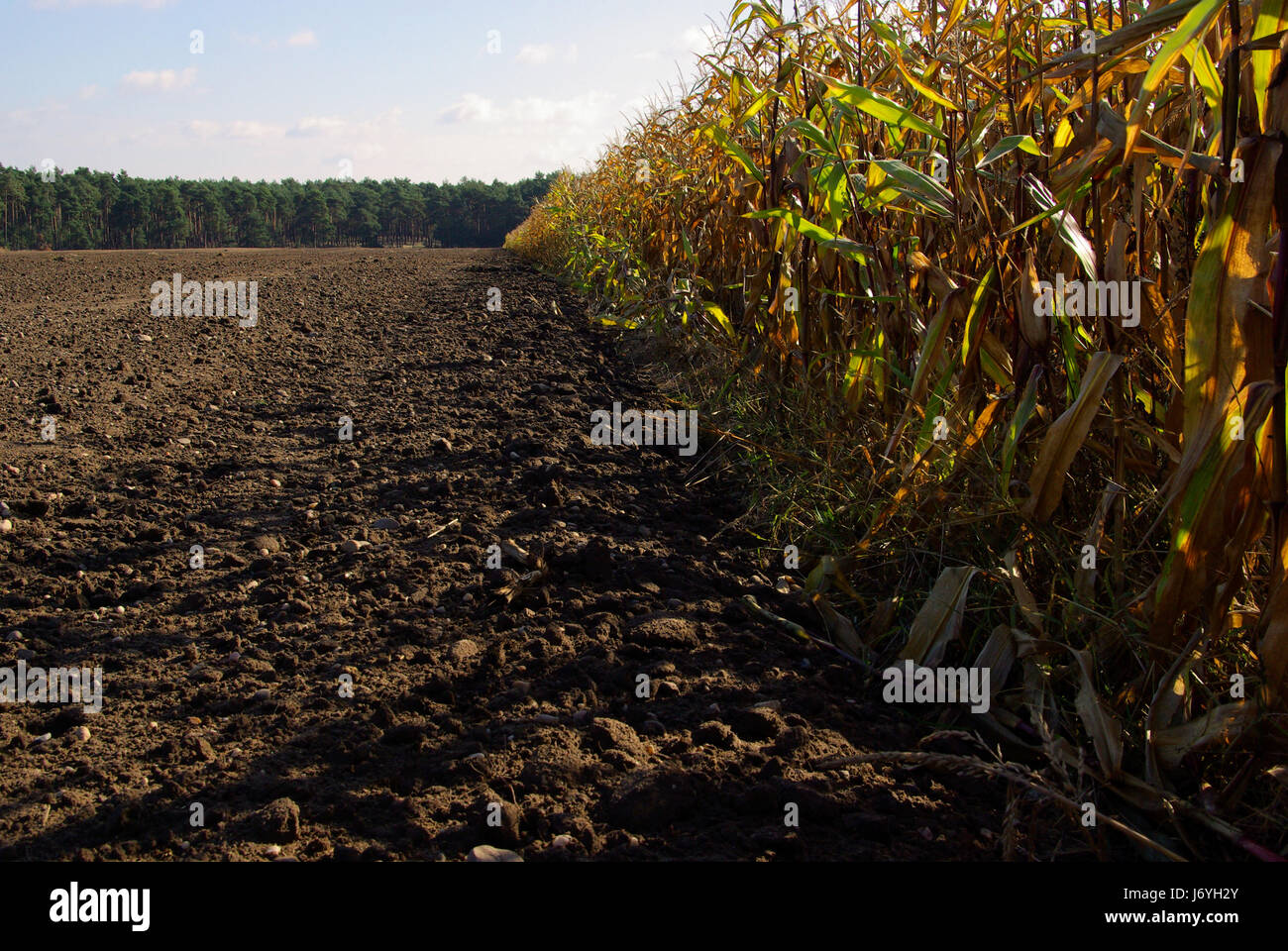 fodder field vegetable corn piston corncob cornfield cob plant leaf ...