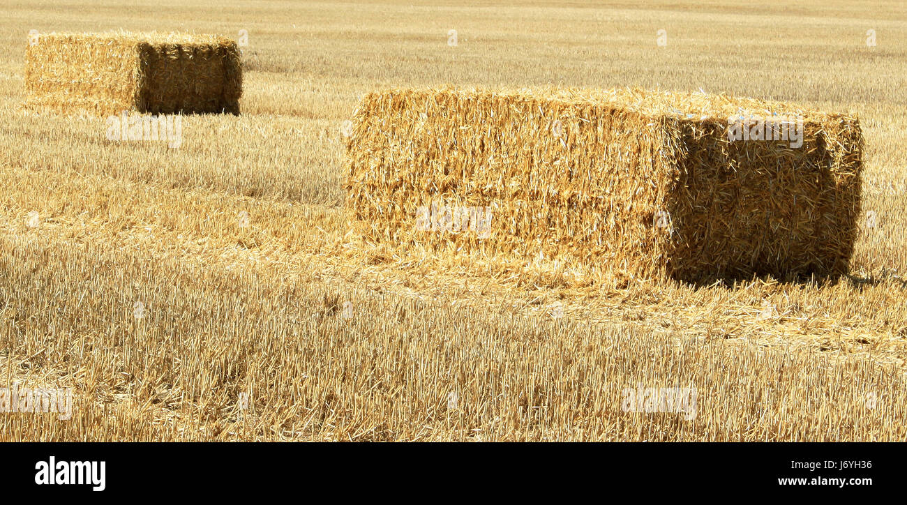 culture agriculture farming stack hay bundle haystack straw macro close ...