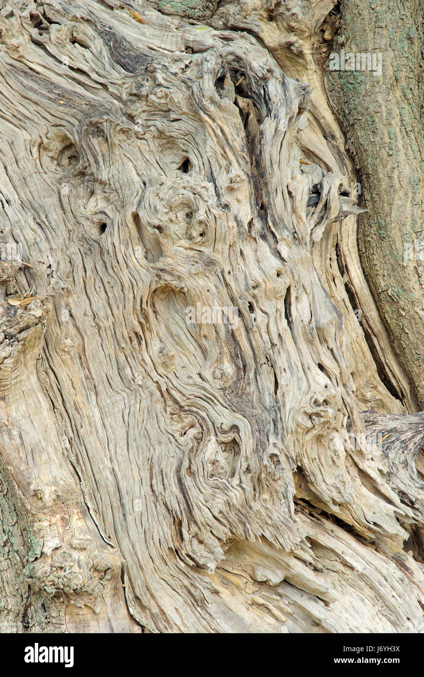 olive tree trunk - olive tree trunk 02 Stock Photo - Alamy