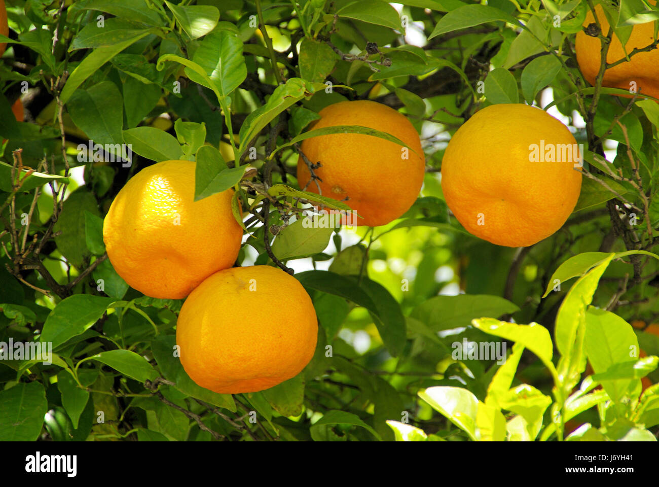 orange tree fruit fruit-tree orange leaf tree garden green leaves spain ...