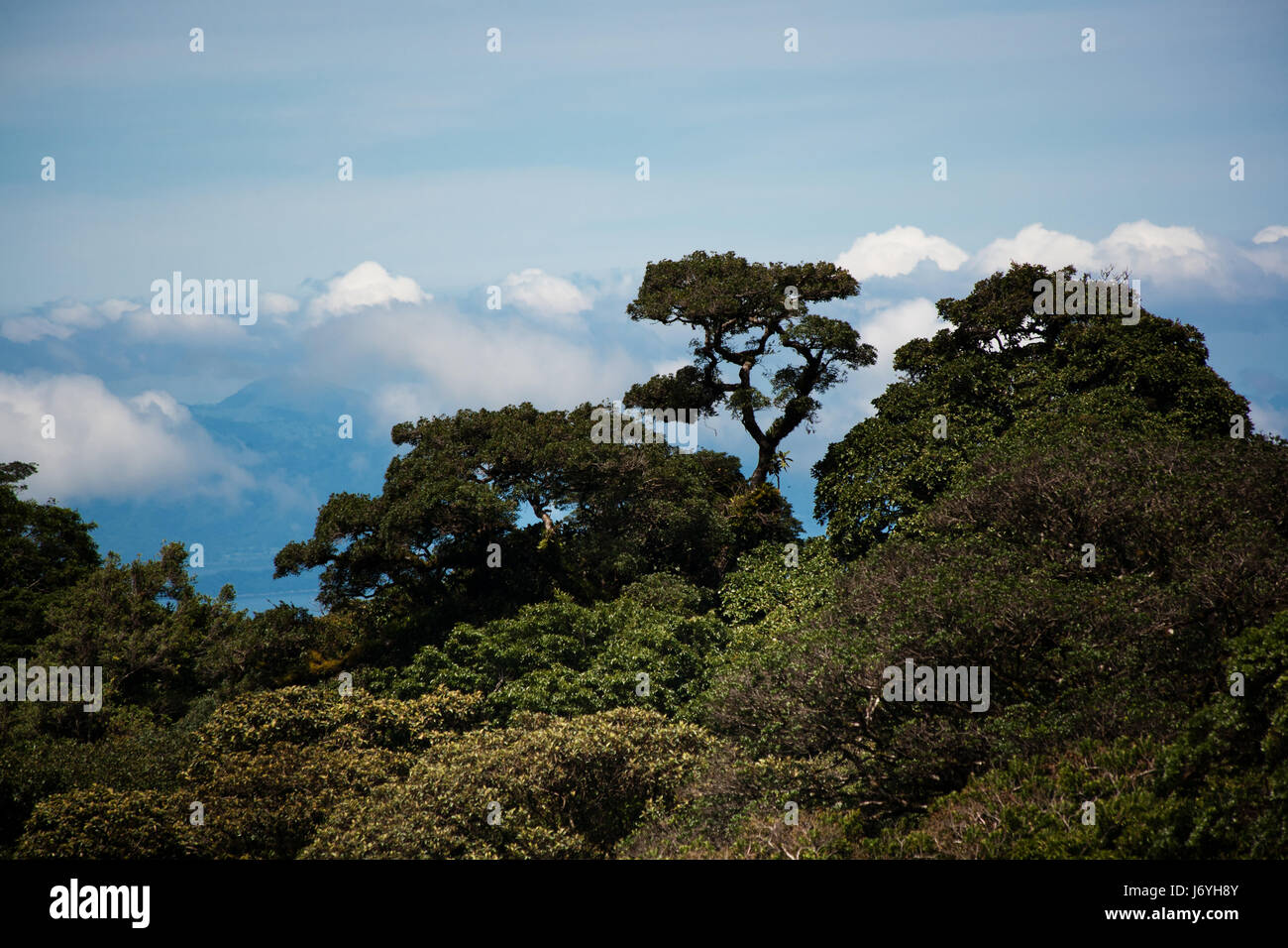tree horizon cloud forest plant travel tree horizon cloud botany ...