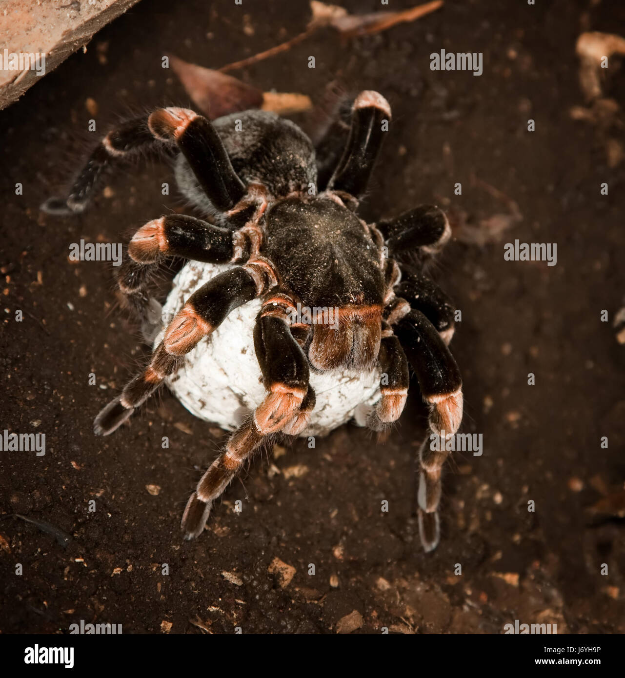 spider egg tarantula bug humans human beings people folk persons human ...