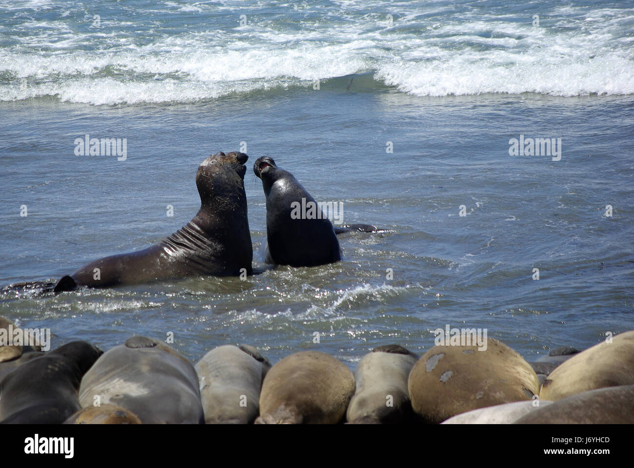 Nrdlicher see elefant hi-res stock photography and images - Alamy