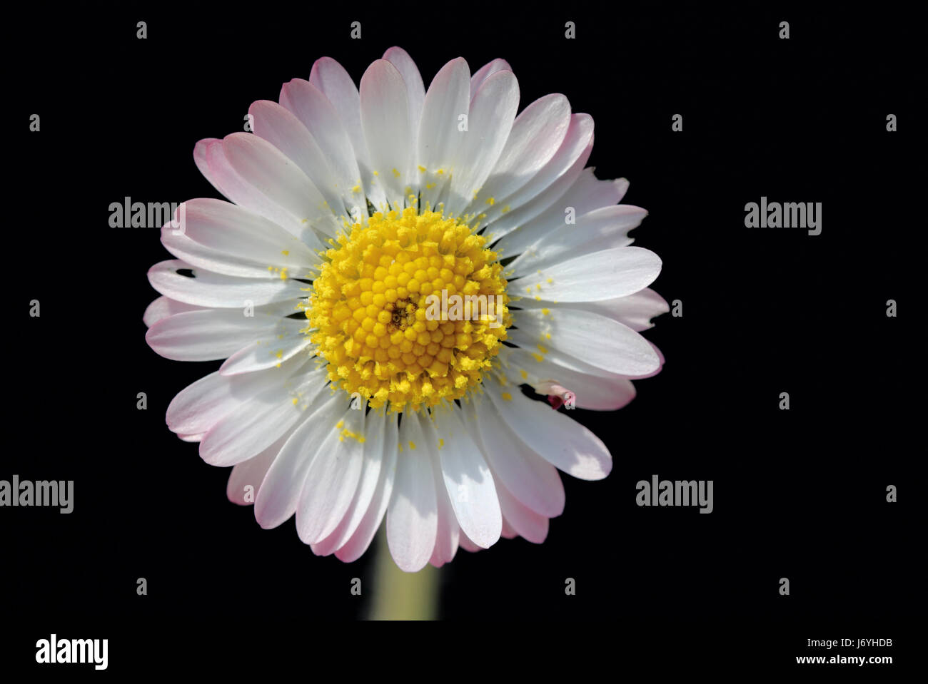 Krbchenblte hi-res stock photography and images - Alamy