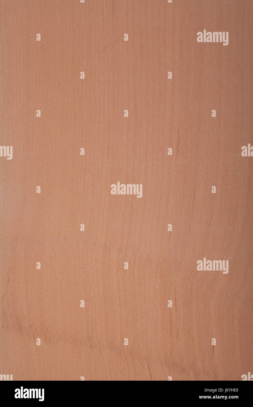 wood deciduous tree deciduous wood texture wood deciduous tree surface ...