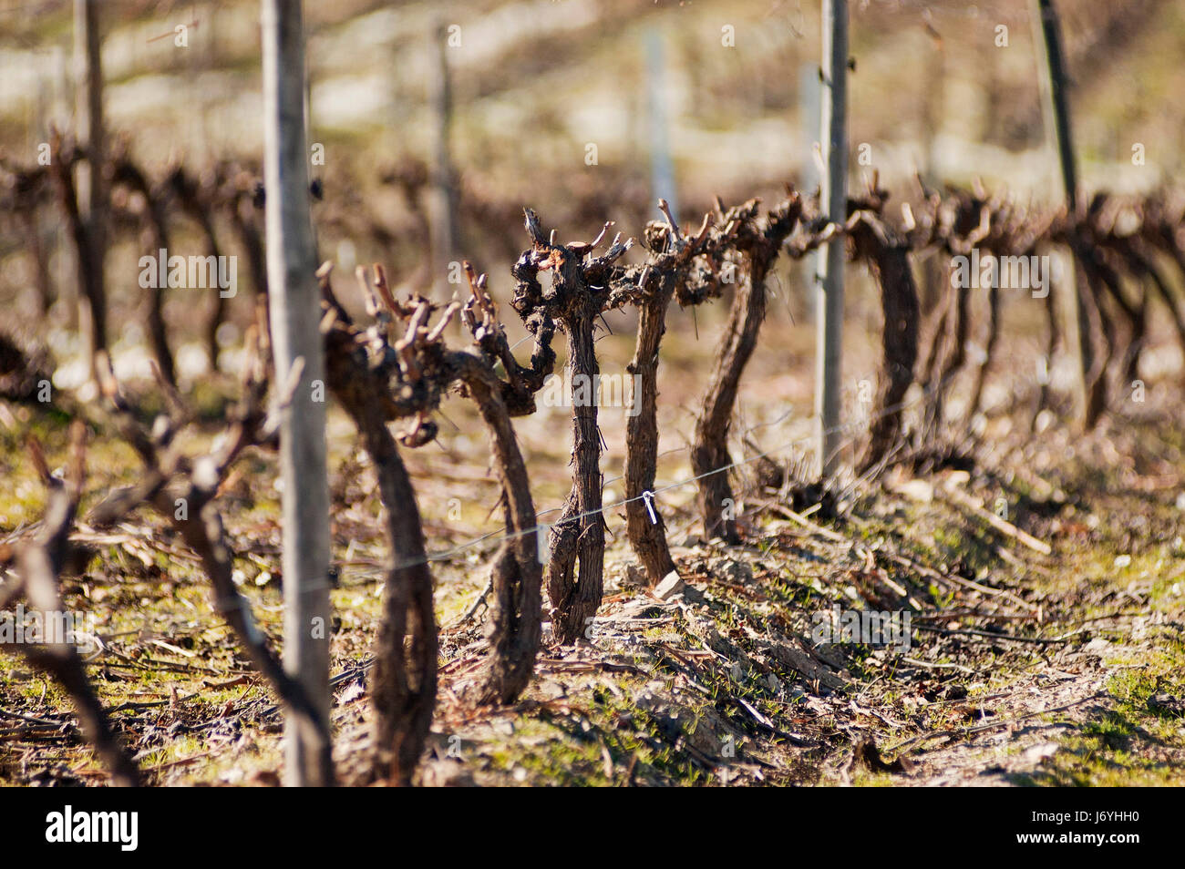 detail closeup winter vineyard wineyard aligned vine grape vine grape ...
