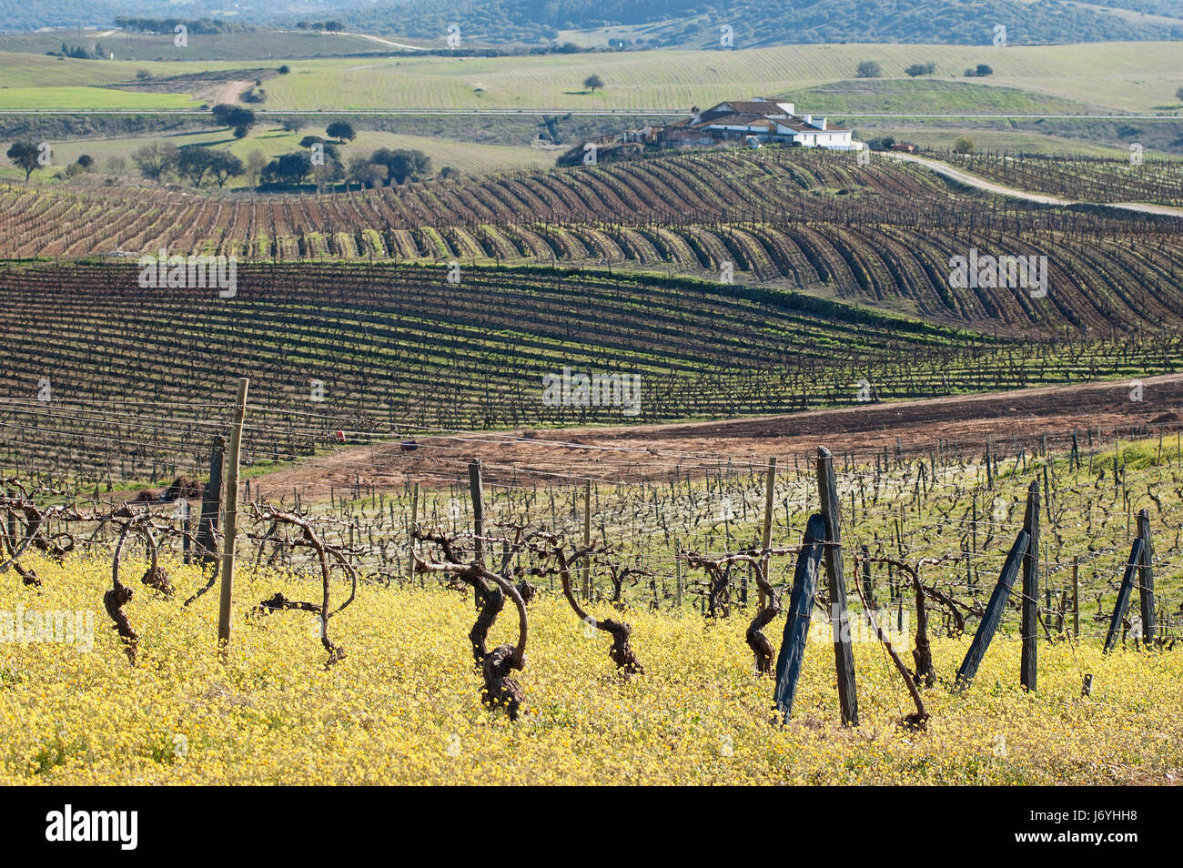 winter vineyard wineyard landscape scenery countryside nature aligned ...